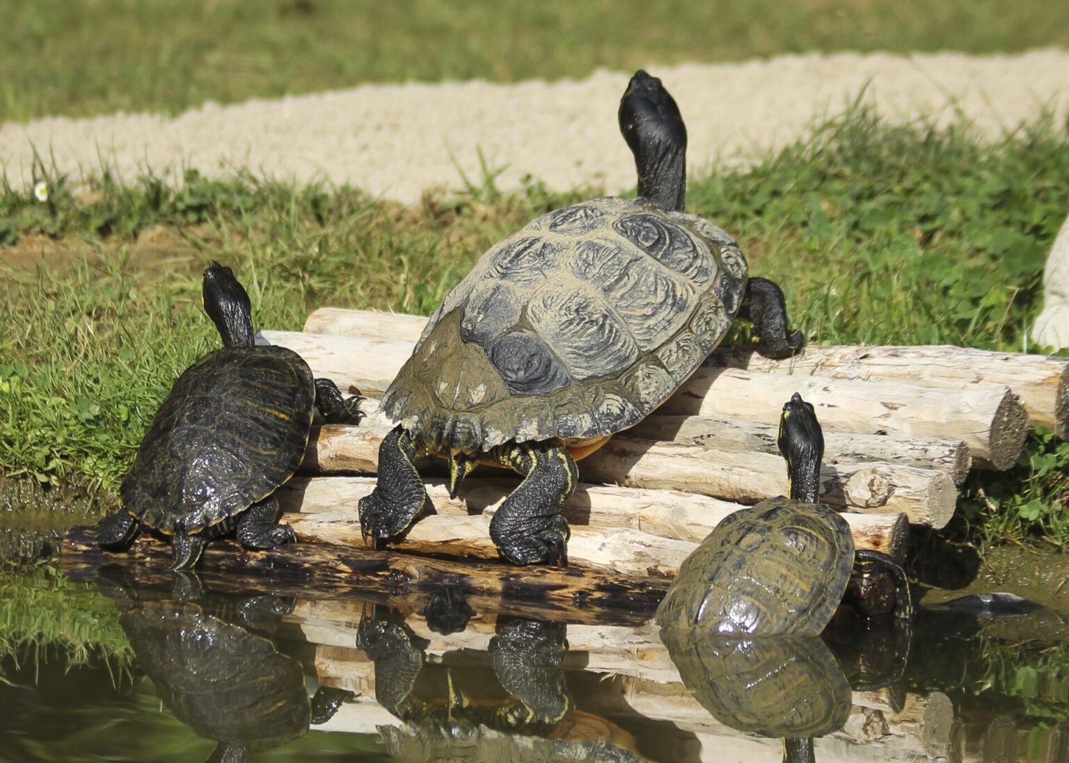 Shelter for turtles and tortoises - Opvangcentrum schildpadden