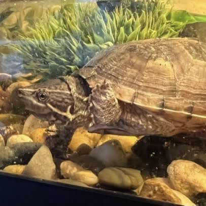 Schildpadden zoeken een nieuw thuis - visie schildpaddenopvang