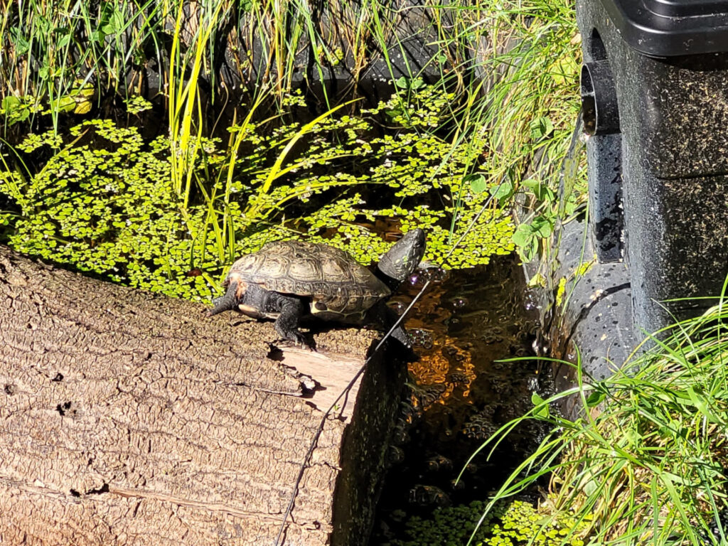 Reeves turtle - Opvangcentrum schildpadden