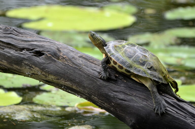 Chinese stripe-necked turtle - Faunawatch