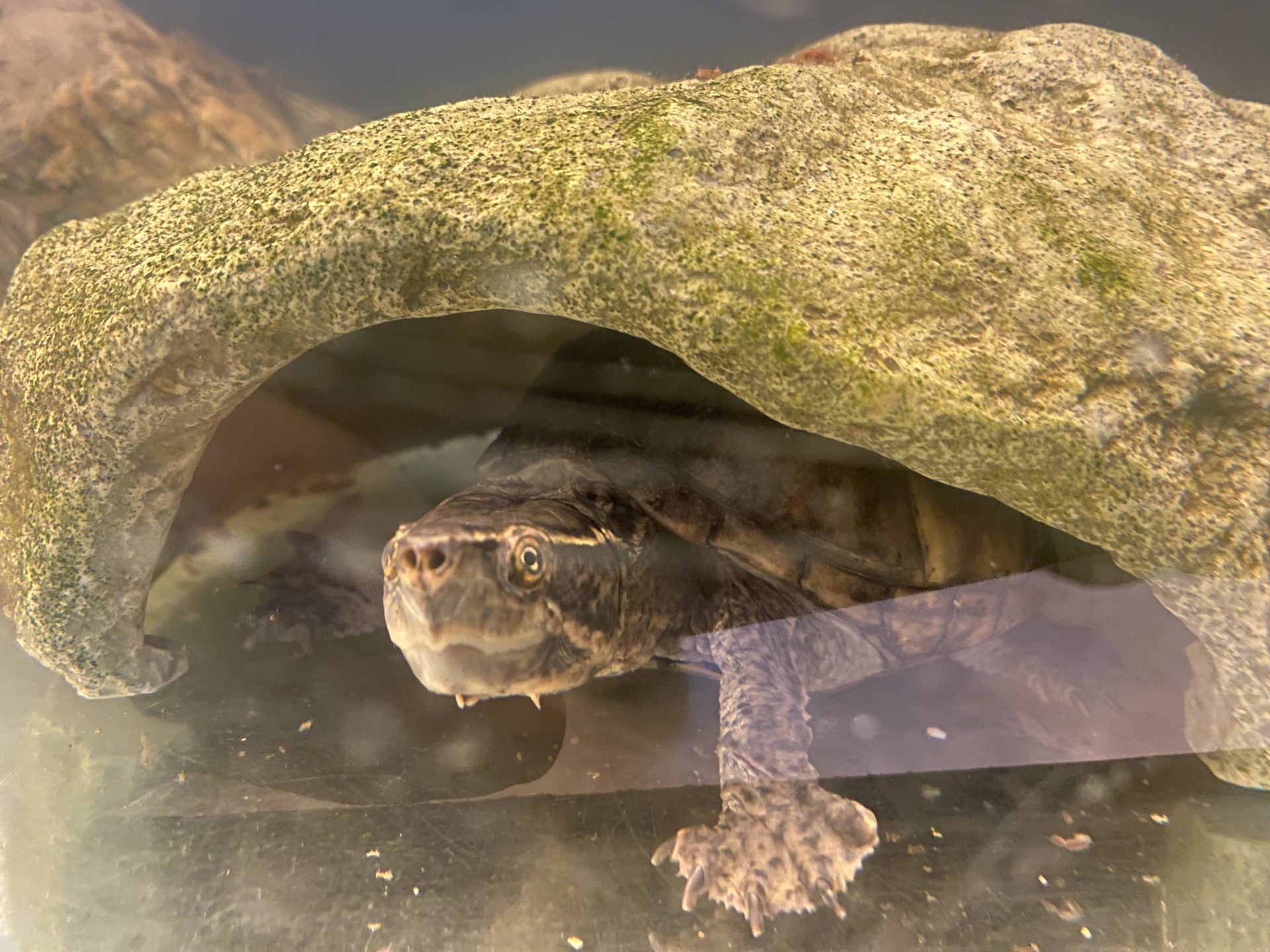Report a turtle - Opvangcentrum schildpadden